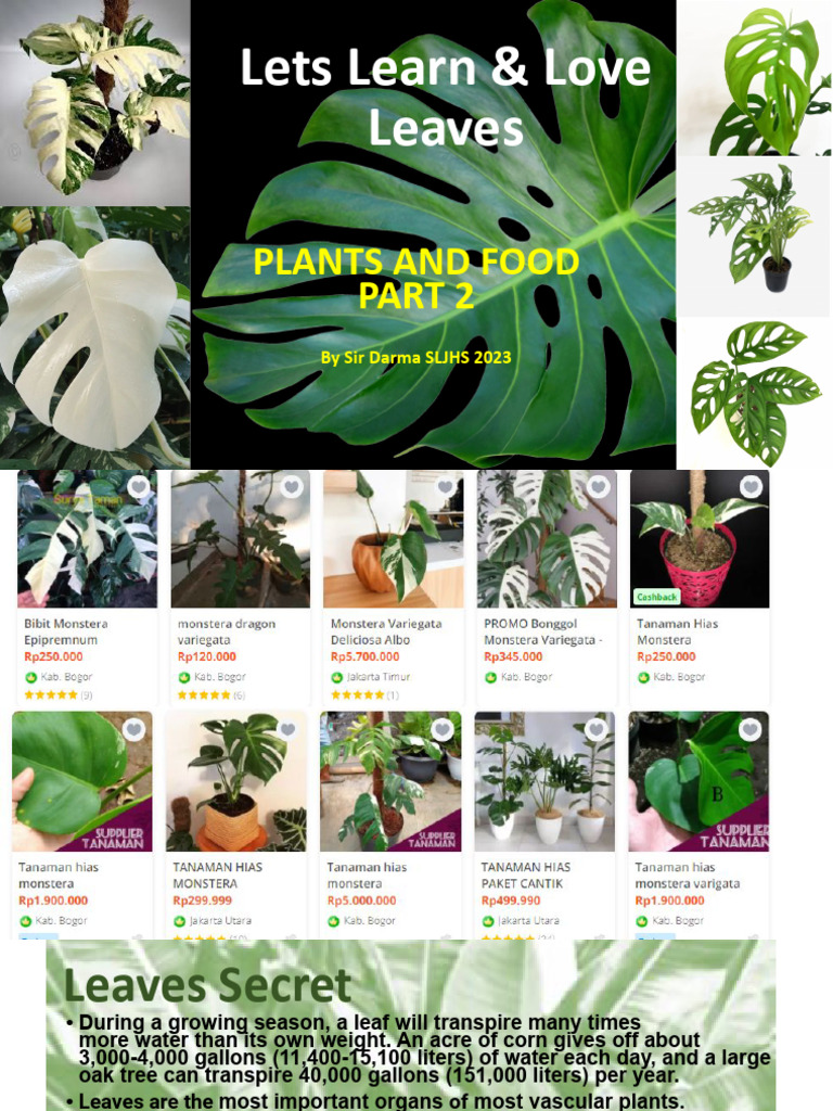 Learn & Love Leaves | Download Free PDF | Leaf | Stoma