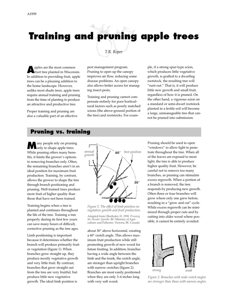 Apple Tree Training and Pruning Guide | PDF | Pruning | Trees