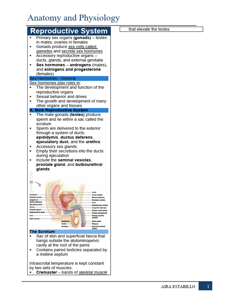 Reproductive System | PDF | Testicle | Uterus