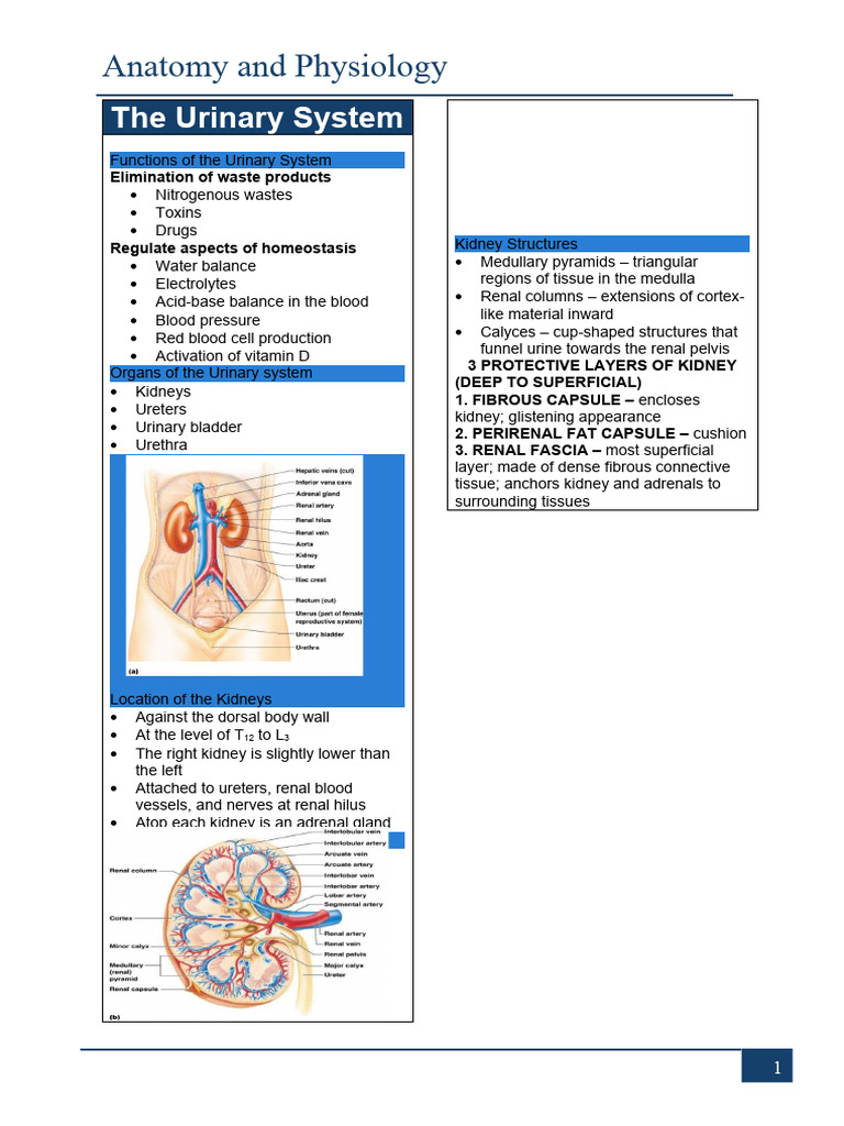 The Urinary System | PDF | Kidney | Anatomy