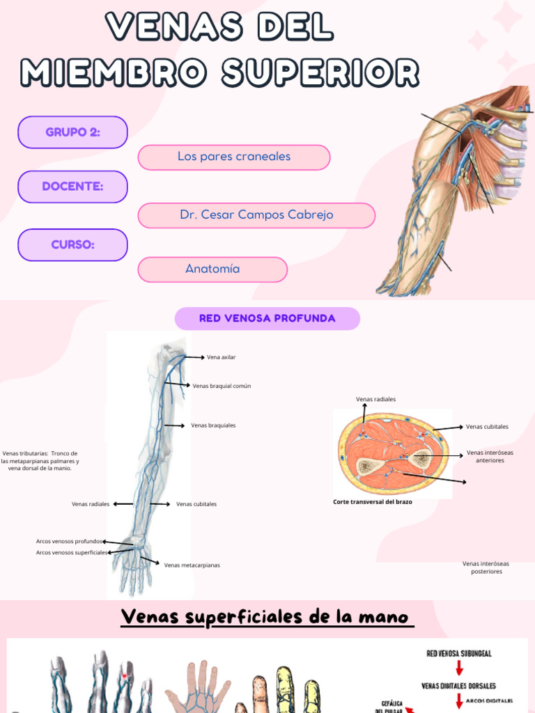 VENAS DEL MIEMBRO SUPERIOR | PDF