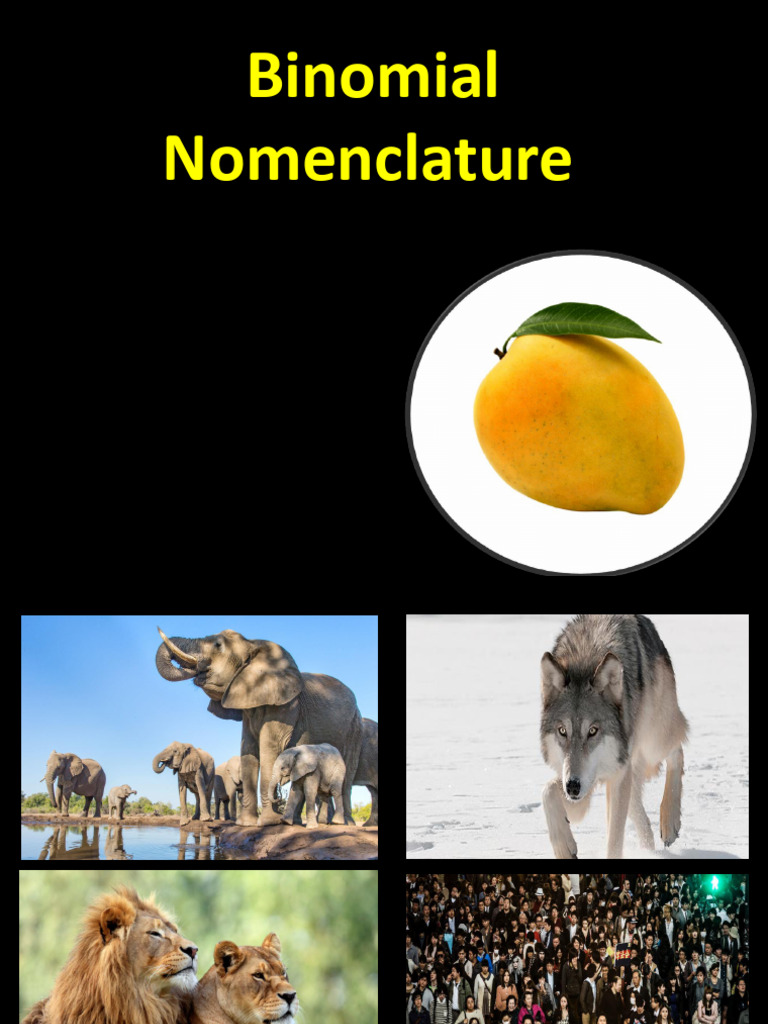 Binomial_Nomenclature__3___1_ | PDF | Genus | Biological Classification