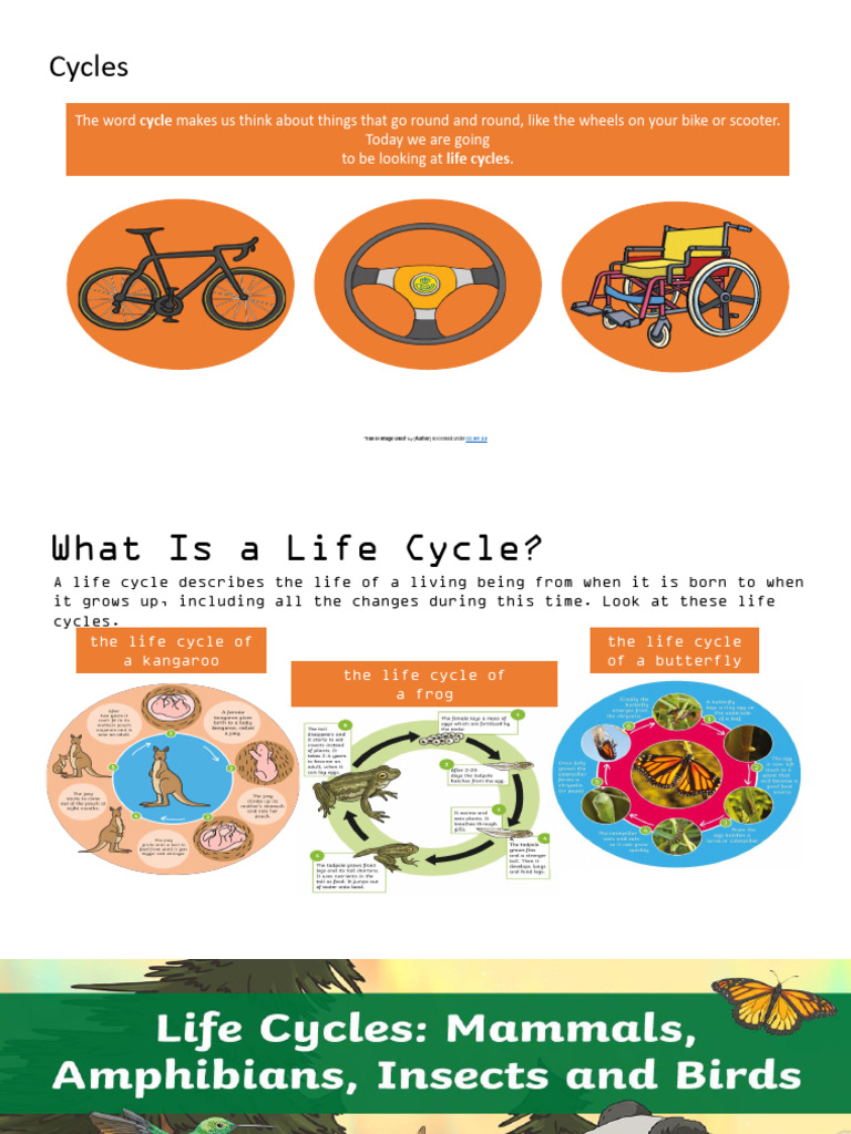 Understanding Life Cycles of Animals | PDF | Frog | Insects