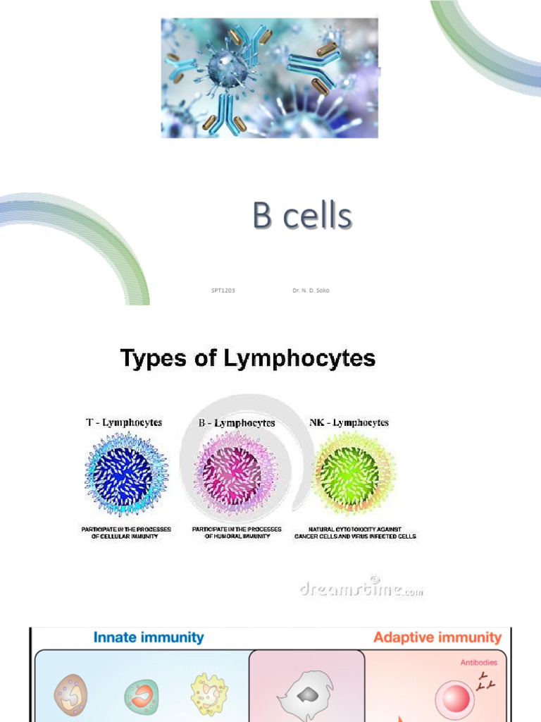 Lecture 5 - B Cells | PDF | Adaptive Immune System | Antibody