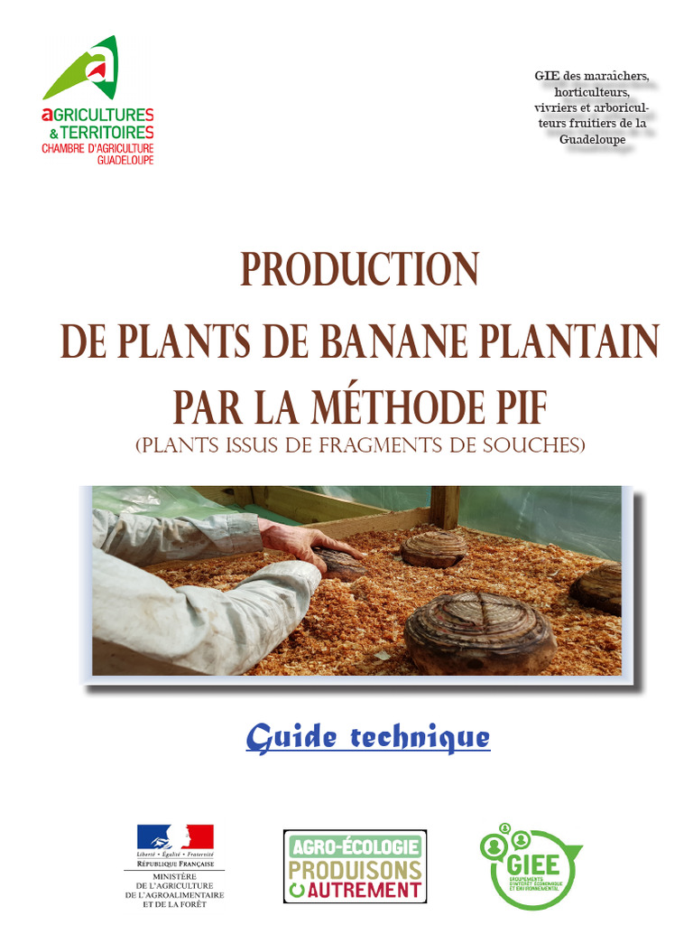 Méthode PIF pour plants de banane plantain | PDF | Banane | Fumier