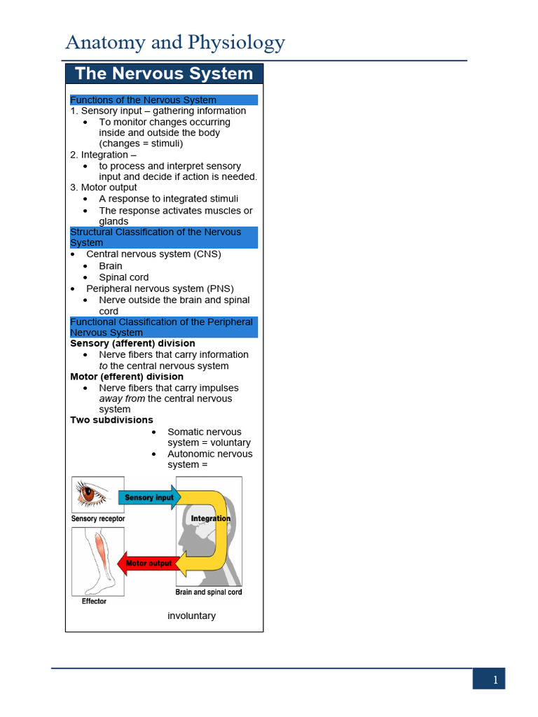 The Nervous System | PDF | Central Nervous System | Neuron