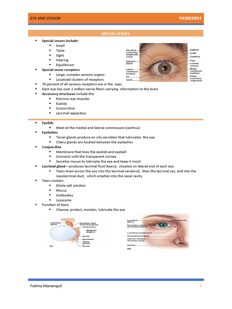 Eye and Visison | PDF | Human Eye | Retina