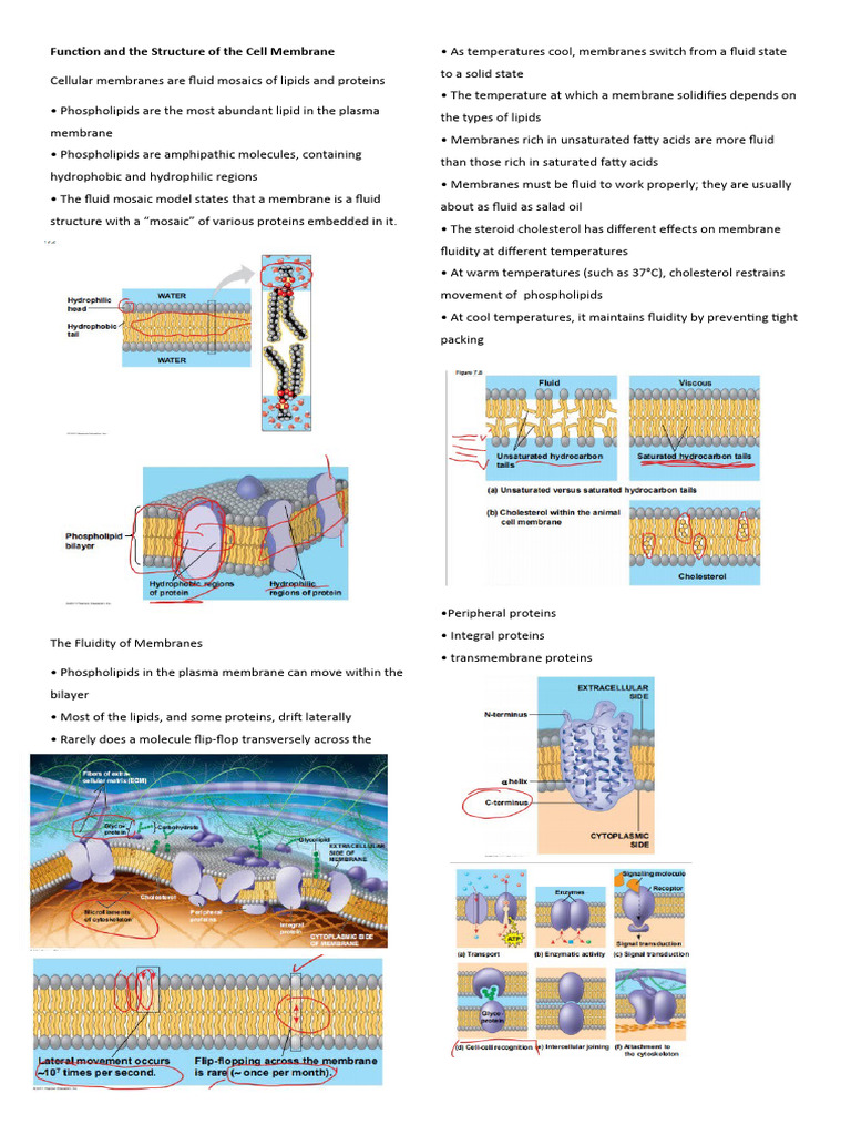 Function and The Structure of The Cell Membrane | Download Free PDF ...