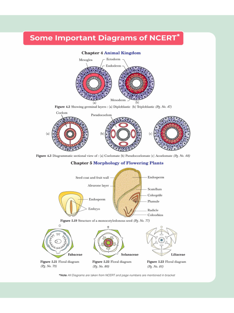 Imp Bio Diagrams | PDF