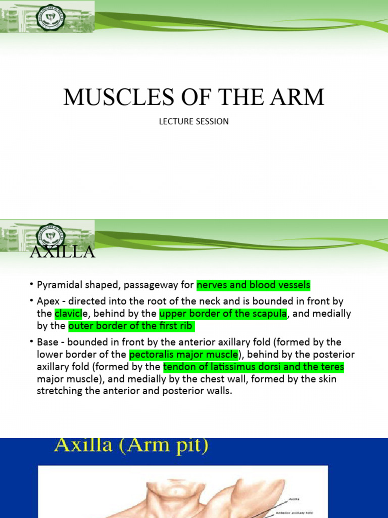 Muscles of The Arm | PDF | Arm | Elbow