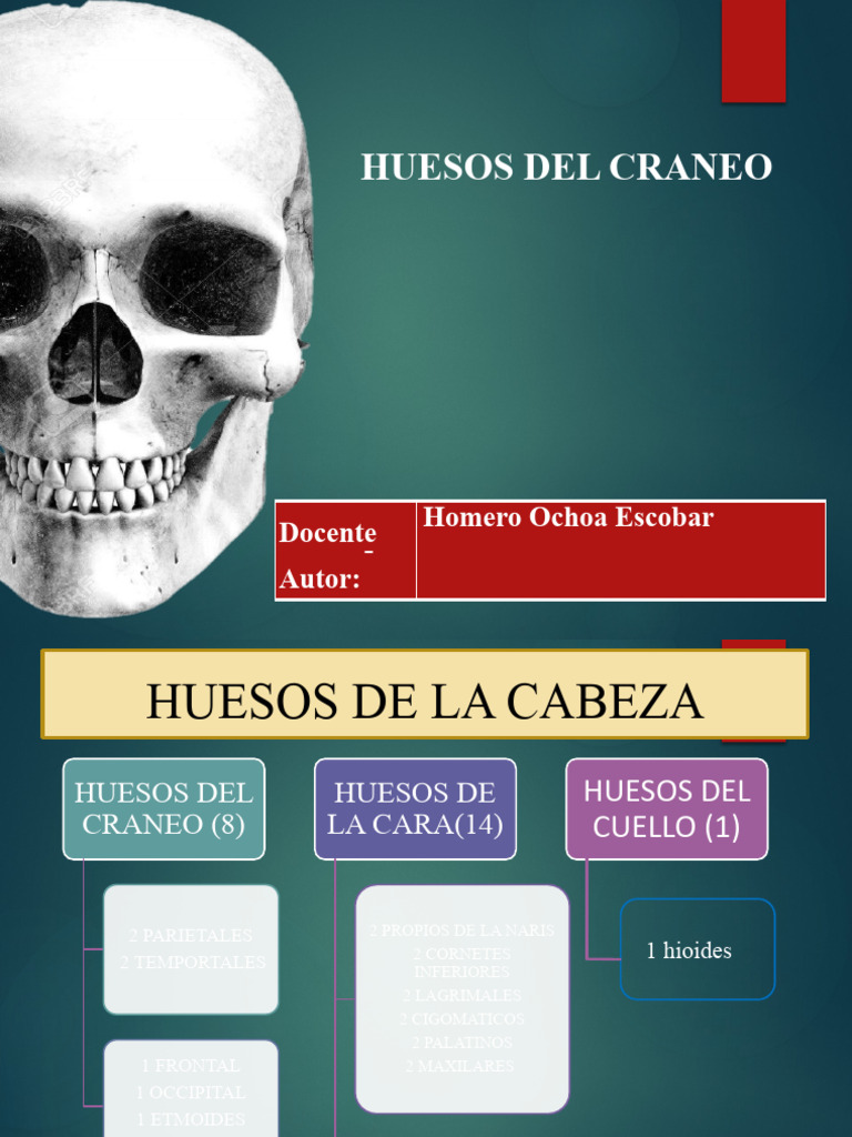 Huesos Del Craneo Pdf Cráneo Otorrinolaringología
