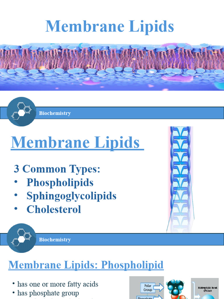 Membrane Lipid | PDF | Lipid | Cell Membrane