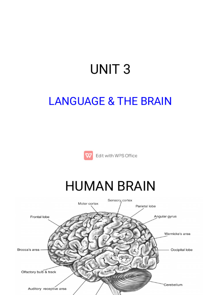 LANGUAGE THE BRAIN | PDF | Thought | Language Acquisition