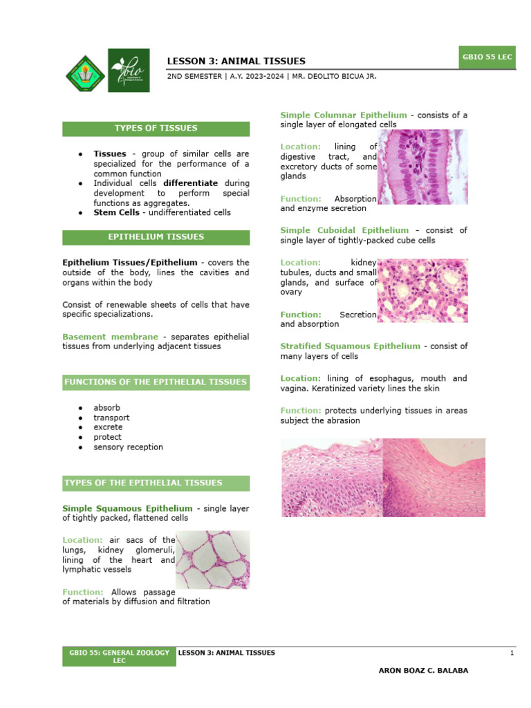 Gbio 55 Lec Lesson 3 | PDF | Epithelium | Muscle