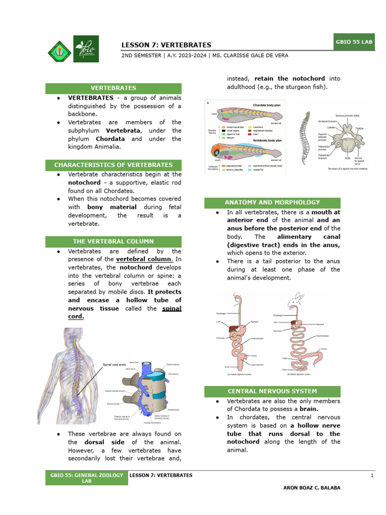 Gbio 55 Lab Lesson 7 | PDF | Vertebral Column | Vertebrates