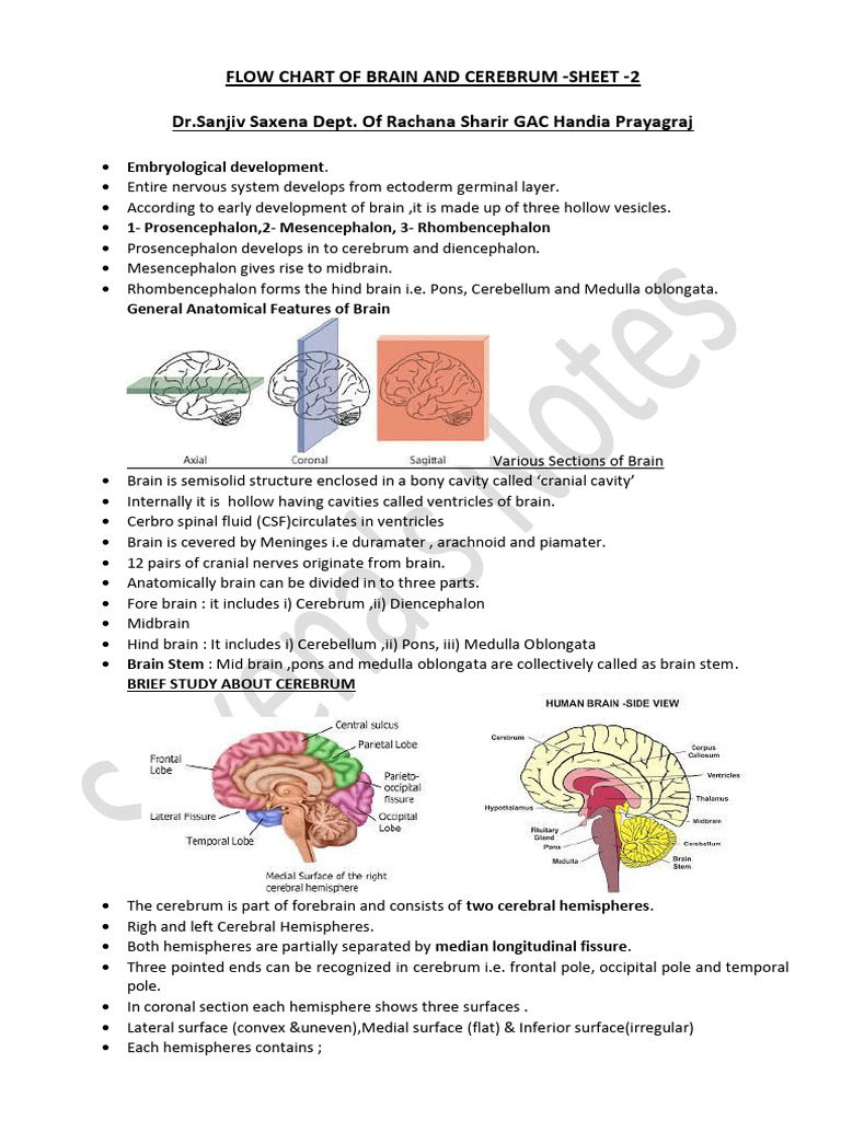Brain and cerebrum | PDF | Cerebrum | Cerebral Cortex