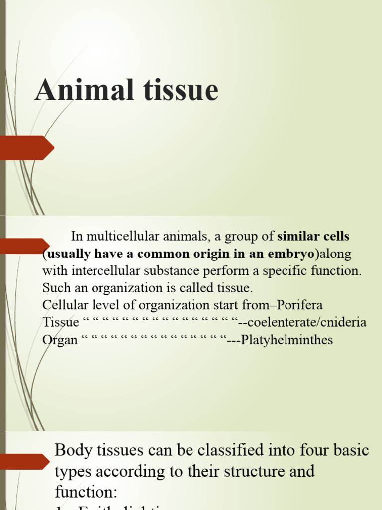 animal tissue | PDF | Epithelium | Connective Tissue