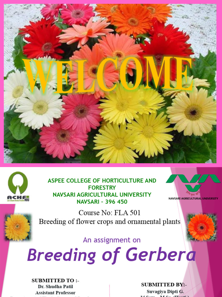 Gerbera FLA 501 | PDF | Flowers | Petal