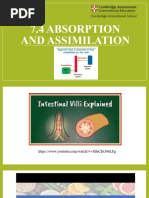 Adaptations of the Small Intestine for Absorption | PDF