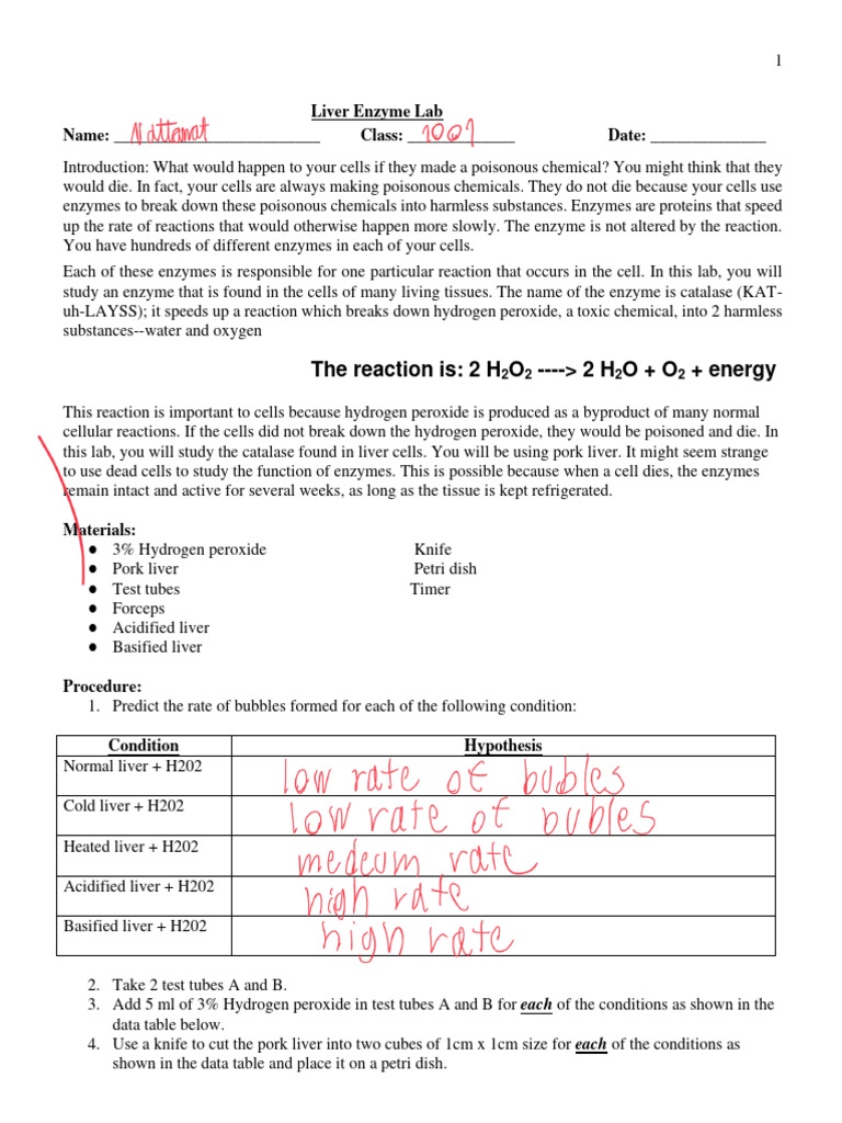 Liver Enzyme Lab 2024 | PDF | Hydrogen Peroxide | Catalase