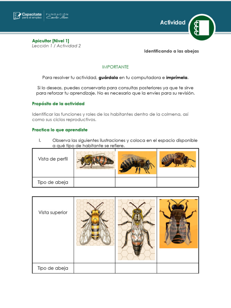 01 Curso Apícultura - FAS - Nivel 1 - Lec 01 - Identificando a Las Abejas | Descargar gratis PDF ...