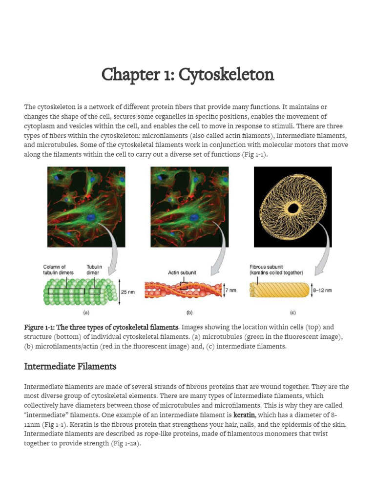 "Chapter 1 - Cytoskeleton" in "Fundamentals of Cell Biology" - OpenALG | PDF | Microtubule ...