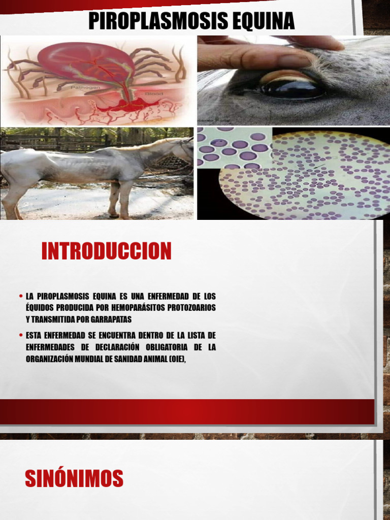 Piroplasmosis Equina: Causas y Síntomas | PDF | Ciencias de la Salud ...