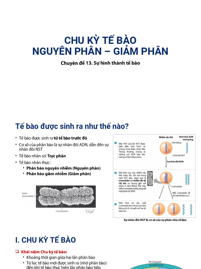 26. Chu kỳ tế bào | PDF