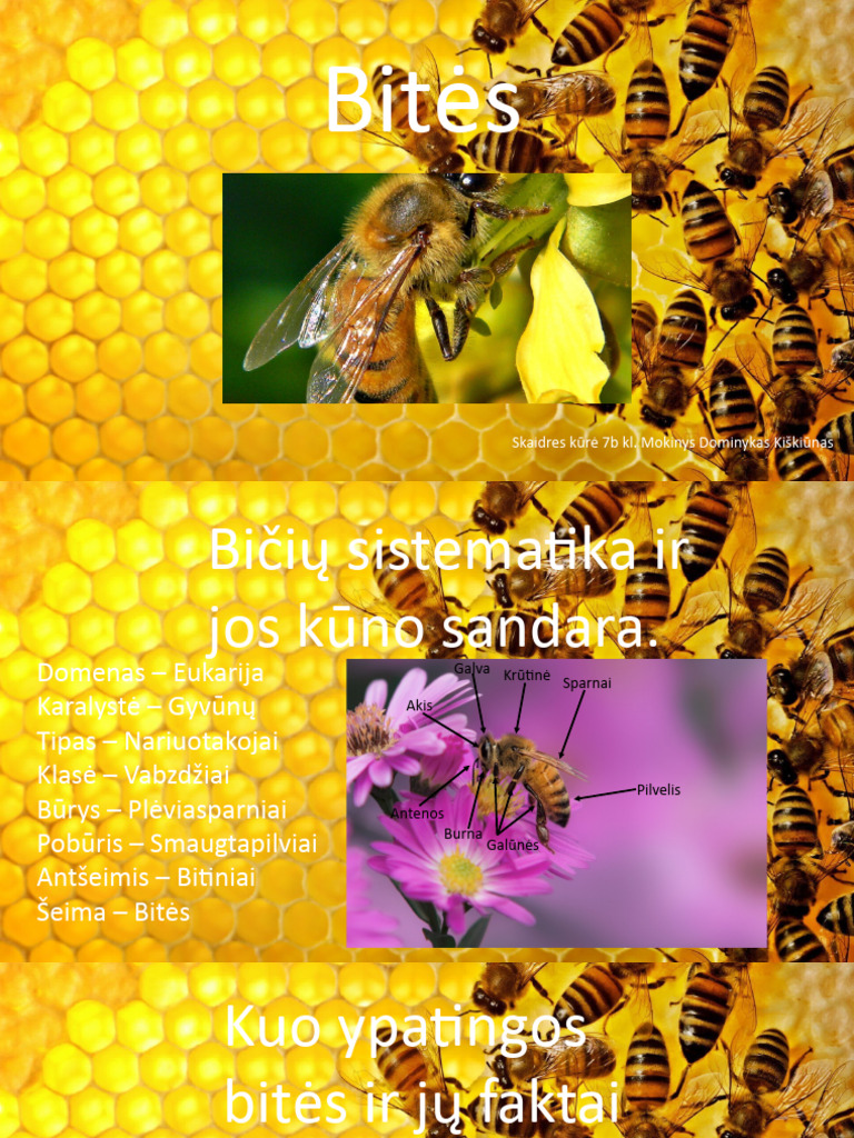 Bitės Pristatymas Pdf