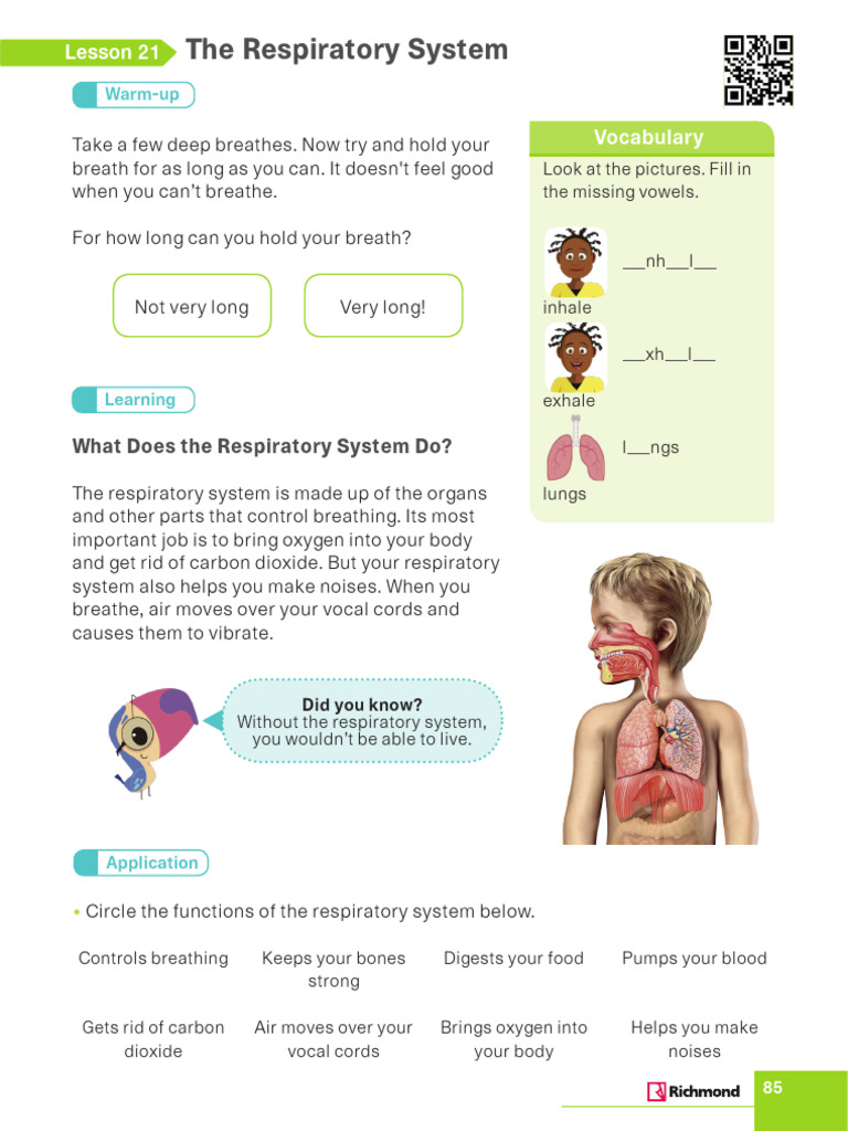 Science Adventure 2 - Lesson 21 | PDF | Respiratory System | Breathing