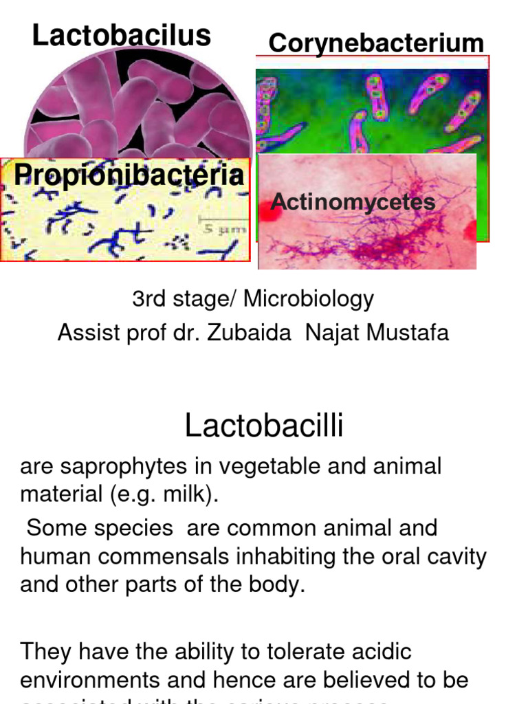 Microbiology of Lactobacilli and Corynebacteria | PDF | Lactobacillus | Microbiology