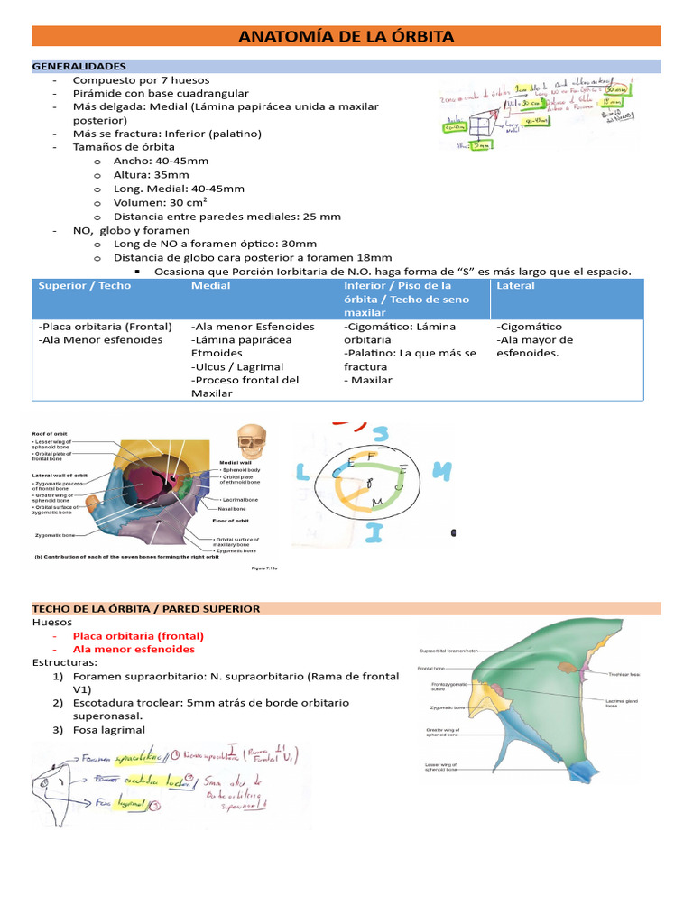 Anatomía de la Órbita: Estructura y Huesos | PDF | Cabeza y cuello ...