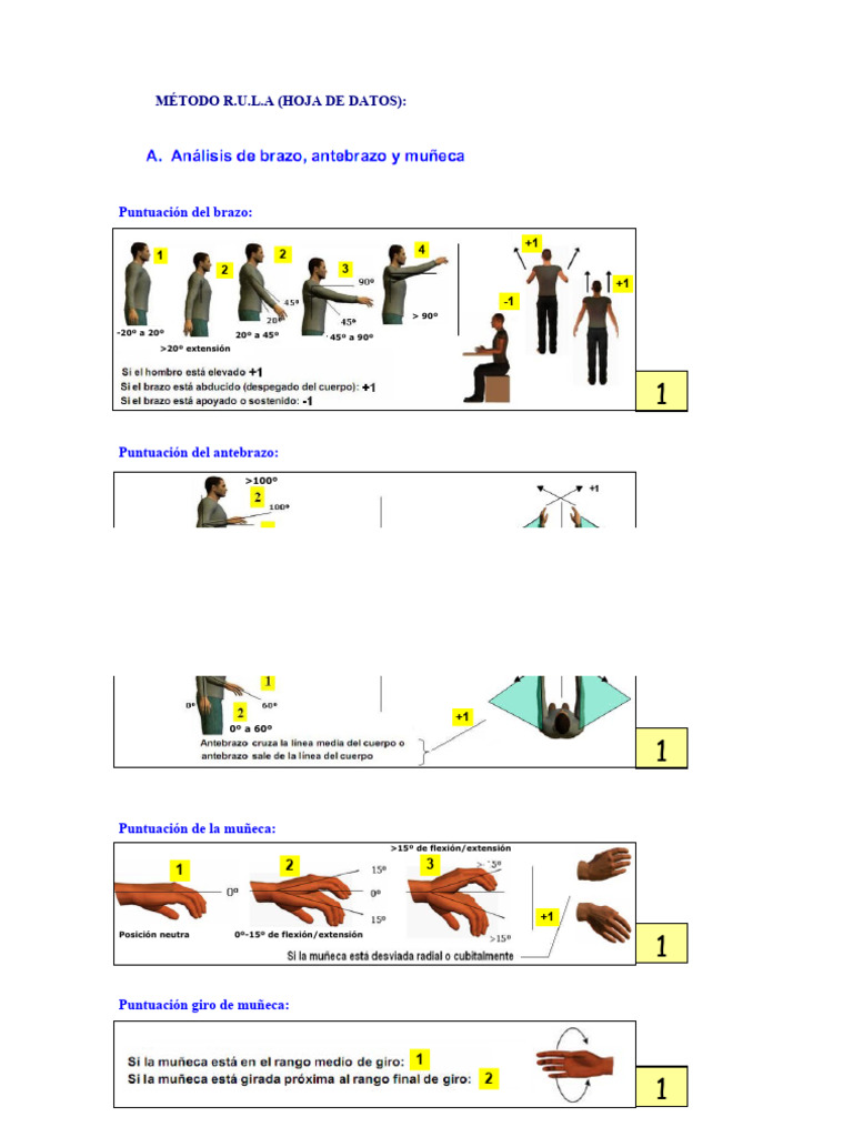 MÉTODO RULA Aplicacion | PDF | Sistema musculoesquelético | Anatomía