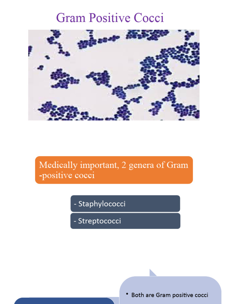 Gram Positive Cocci - Staphylococcus | PDF | Staphylococcus ...