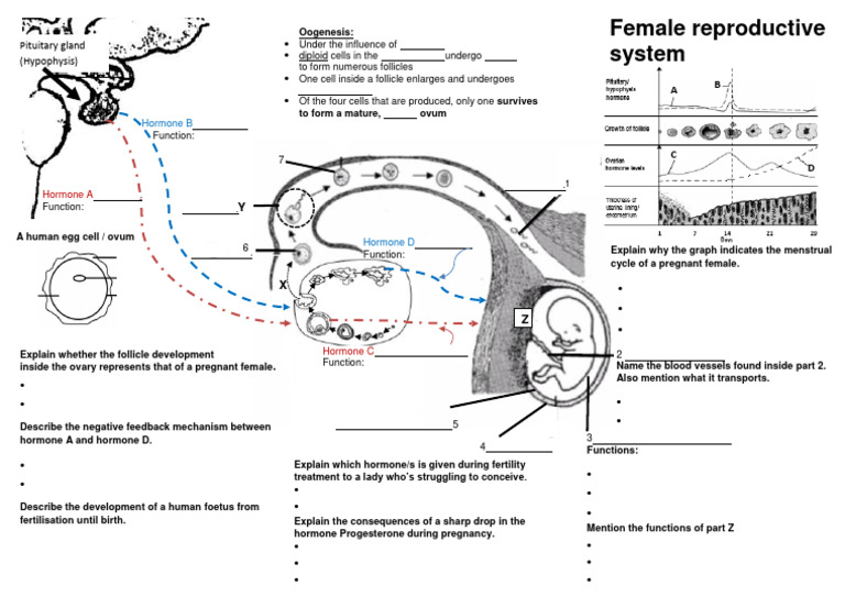 Female Reproductive Hormones Overview | PDF | Endocrinology | Sex