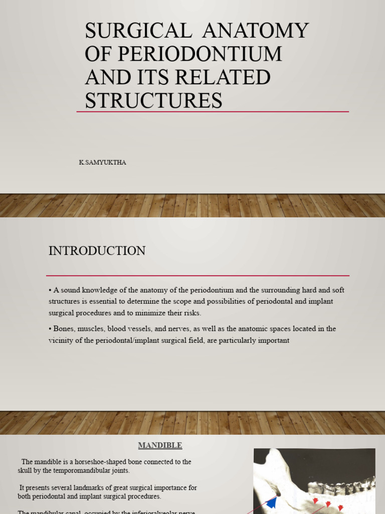 Surgical Anatomy of the Periodontium | PDF | Anatomy | Human Head And Neck