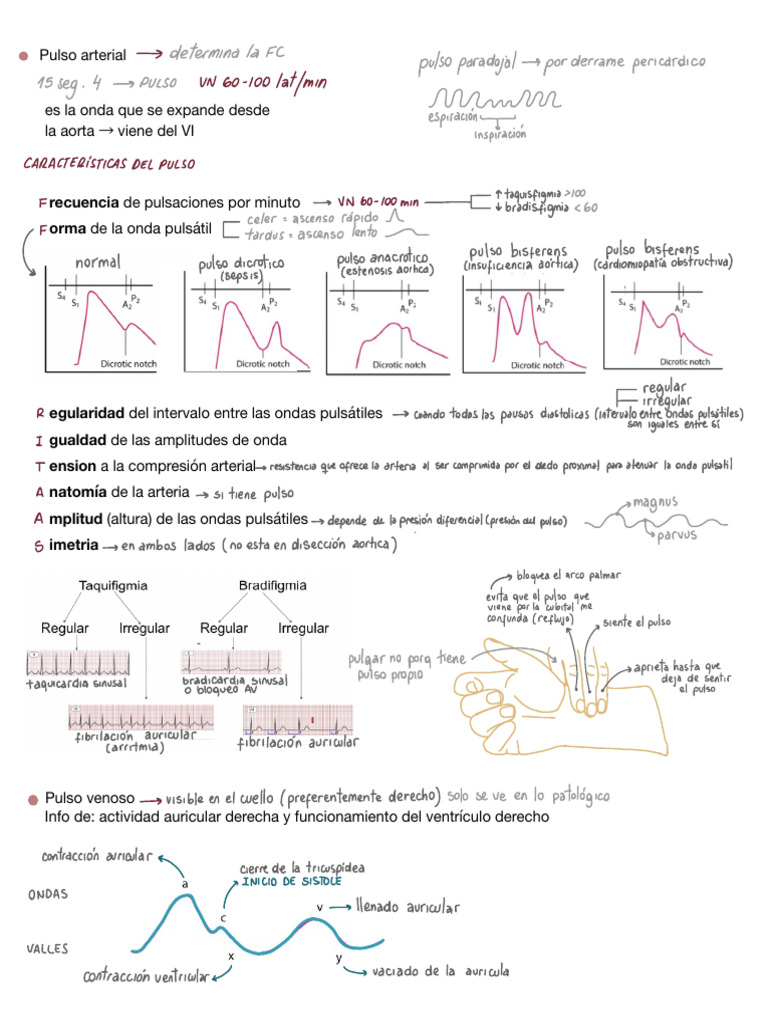 PULSO ARTERIAL Y VENOSO | PDF | Legumbres | Medicina Interna