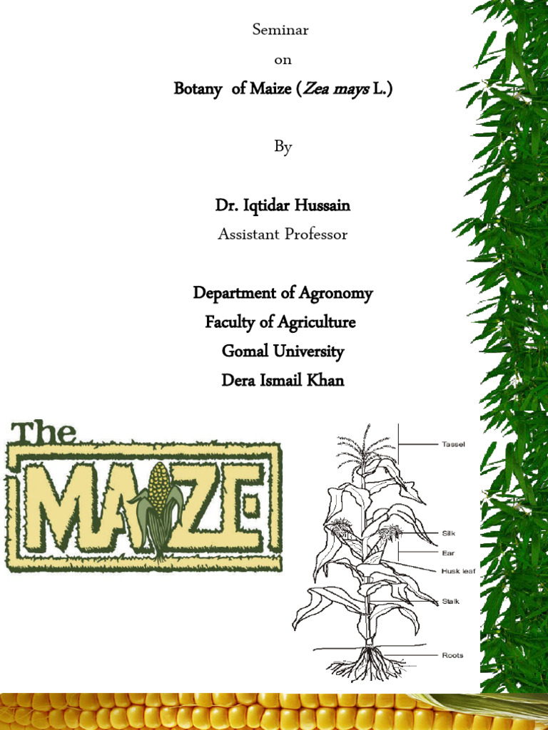 Botany of Maize | Download Free PDF | Maize | Seed
