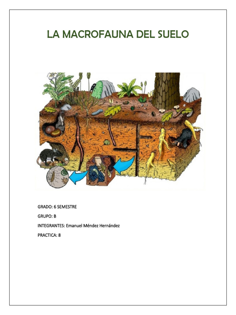 LA MACROFAUNA DEL SUELO | Descargar gratis PDF | Suelo | Insectos