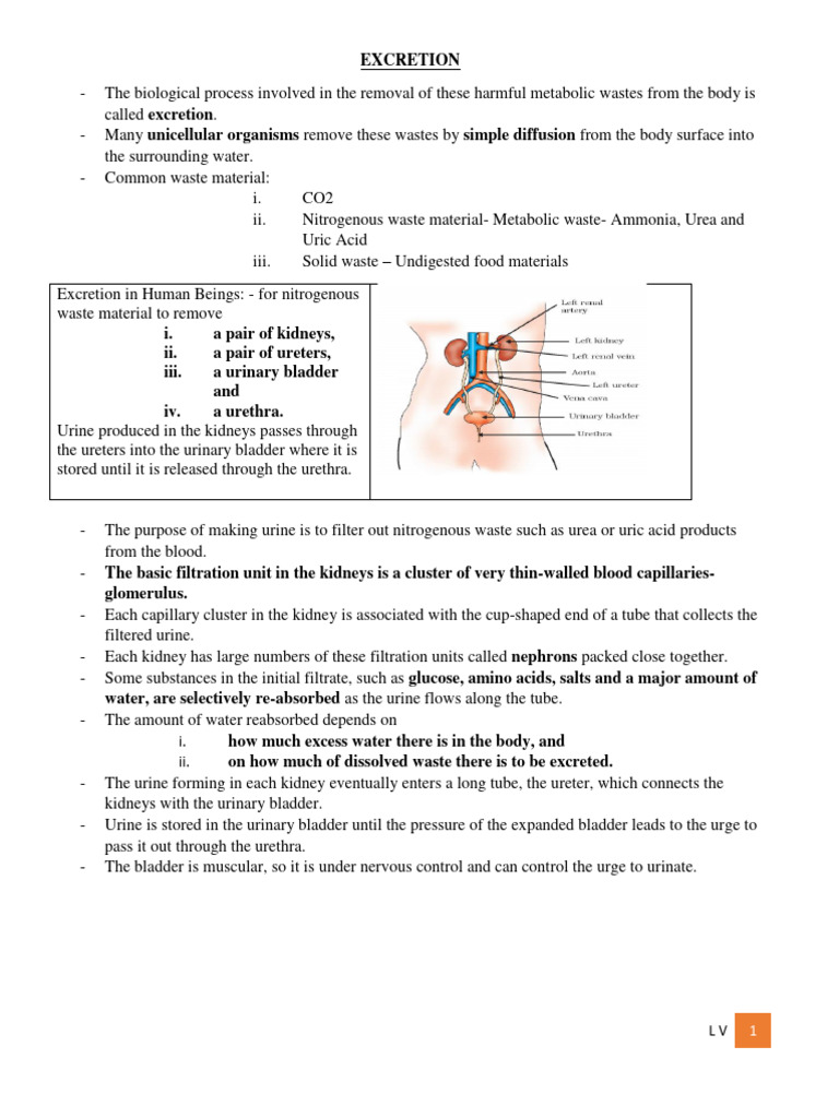 EXCRETION- Notes and NB Questions | Download Free PDF | Kidney ...