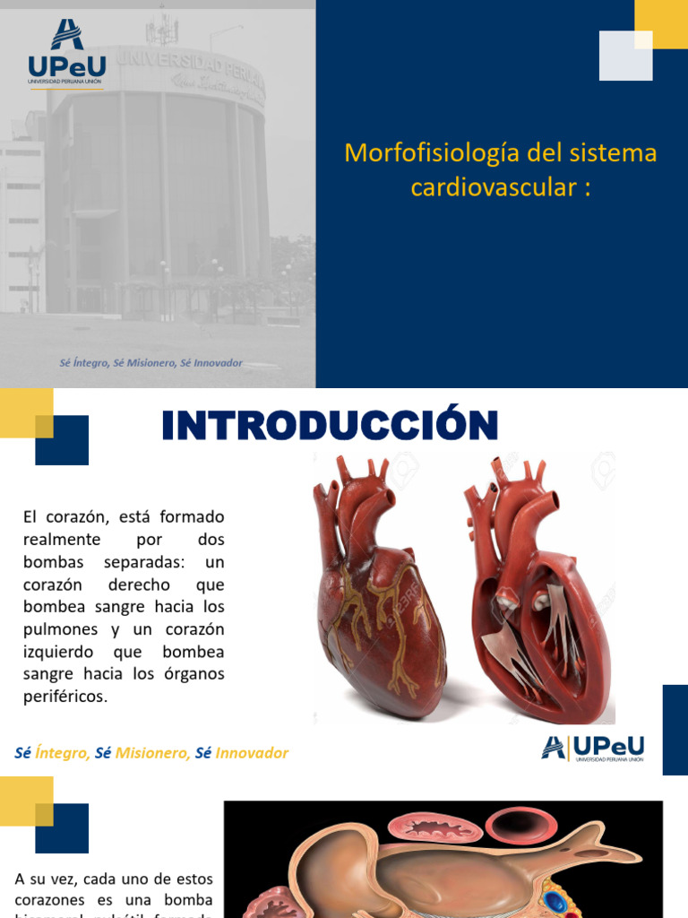 Anatomia Corazón Pdf Corazón Sistema Circulatorio