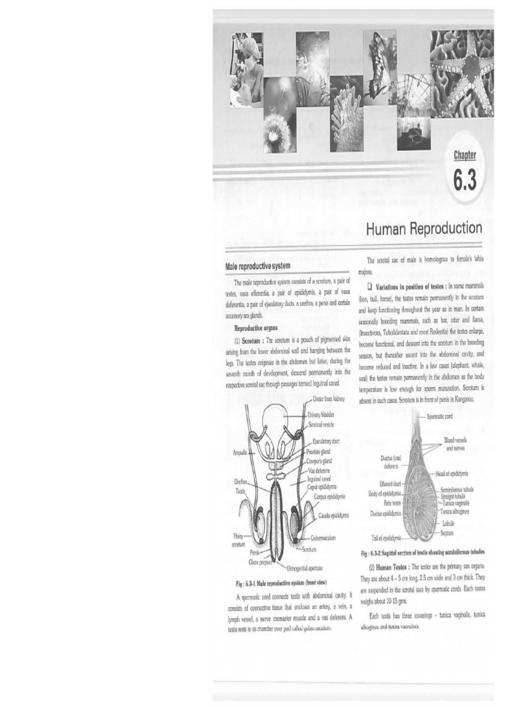Reproduction in Human 1 | PDF