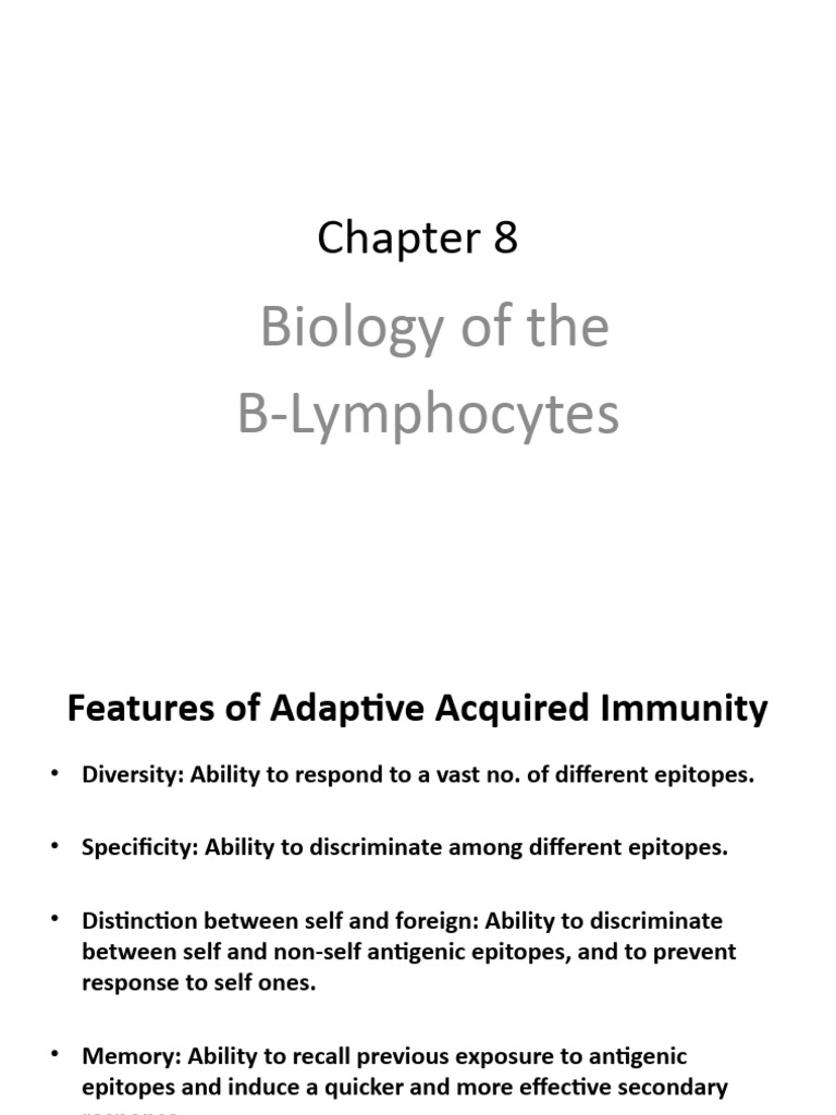 B-Lymphocyte Development and Function | PDF | B Cell | Lymphocyte