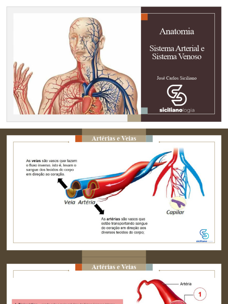 Anatomia do Sistema Arterial e Venoso | PDF | Veia | Coração