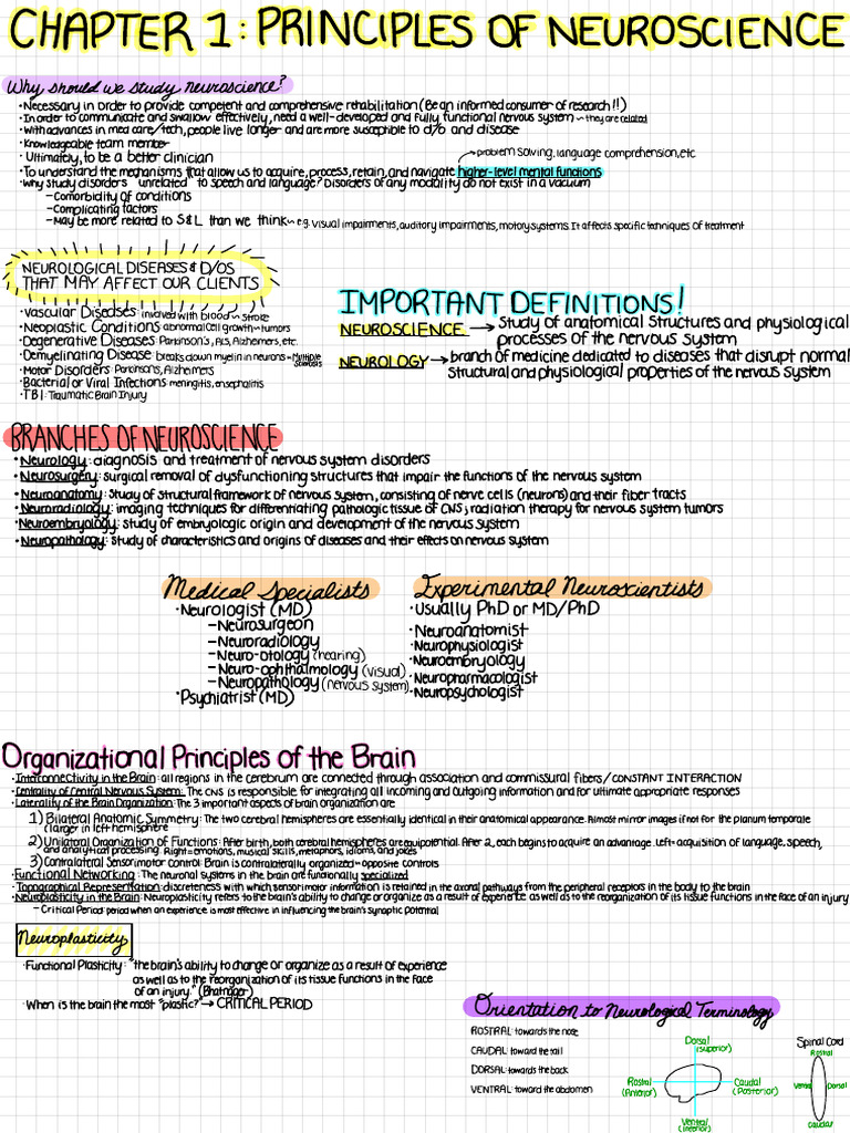 Neuroanatomy and Physiology of Communication | PDF