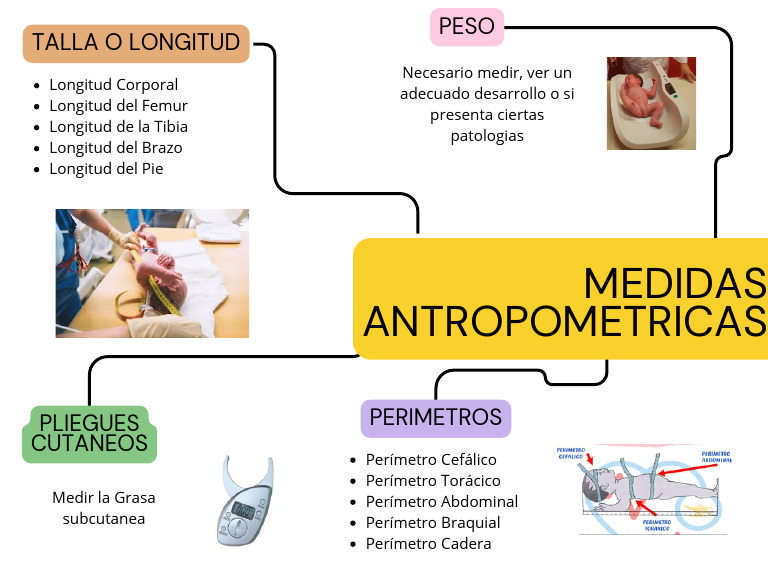 Mapa Conceptual de Medidas Antropometricas | PDF