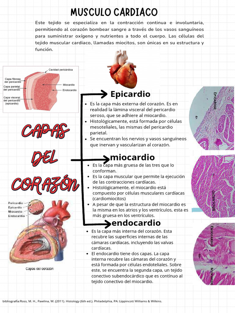 capas del corazon | Descargar gratis PDF | Corazón | Músculo cardíaco