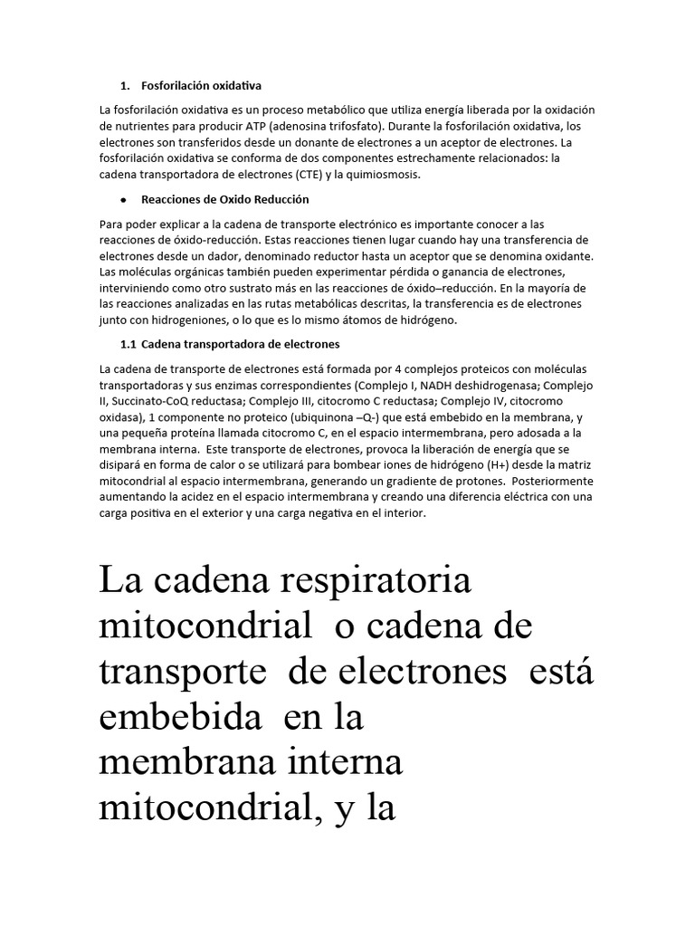 Fosforilación Oxidativa | PDF | Cadena de transporte de electrones | Trifosfato de adenosina
