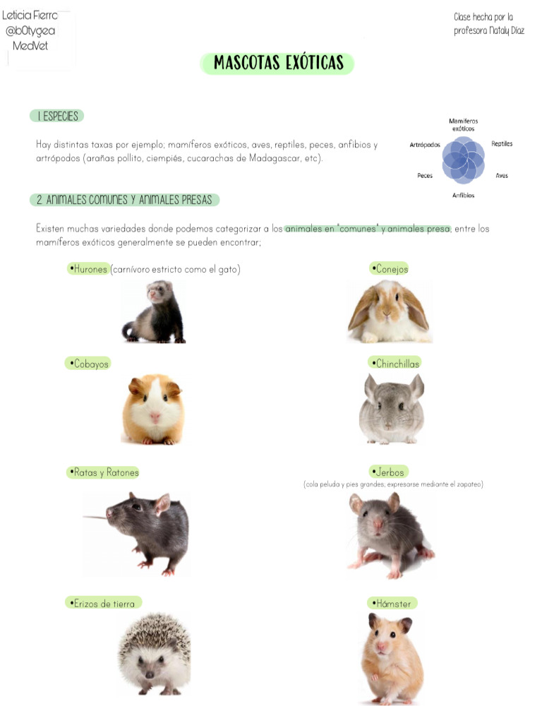 8 Mascotas Exóticas | PDF