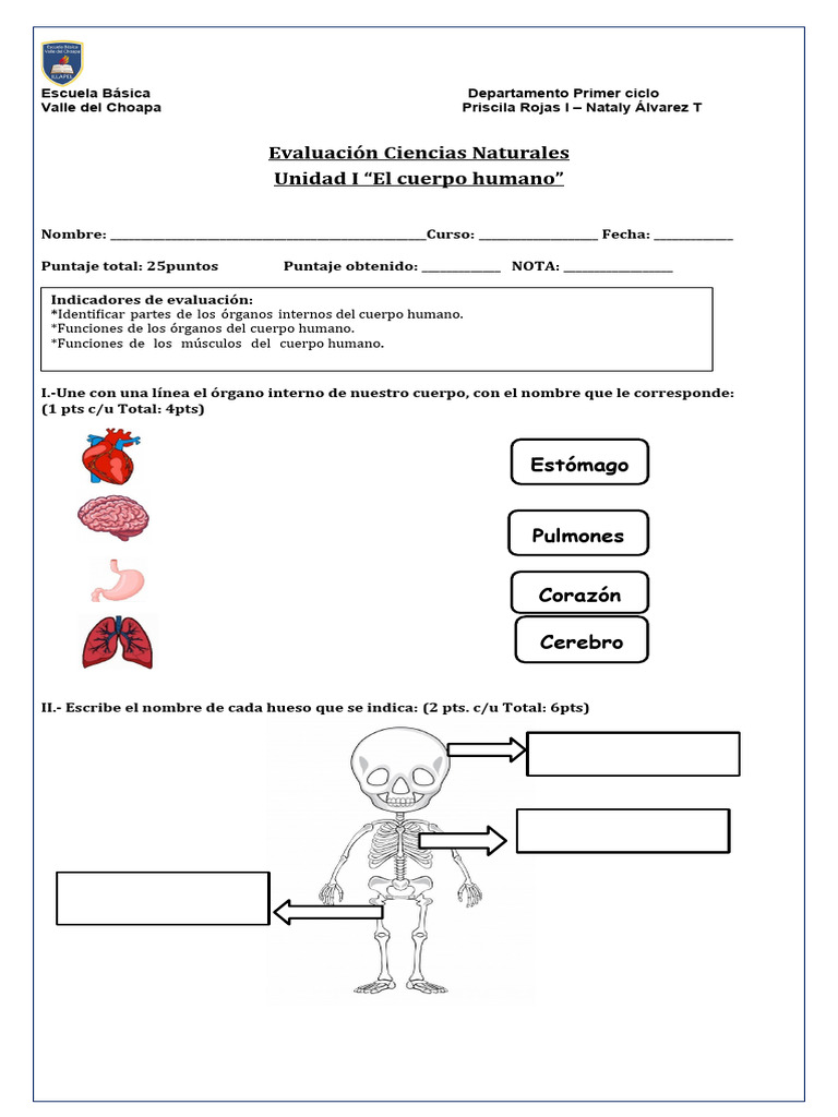 Evaluacion Ciencias Unida 1 CUERPO HUMANO SEGUNDO 2024 | Descargar gratis PDF | Hueso | Órgano ...